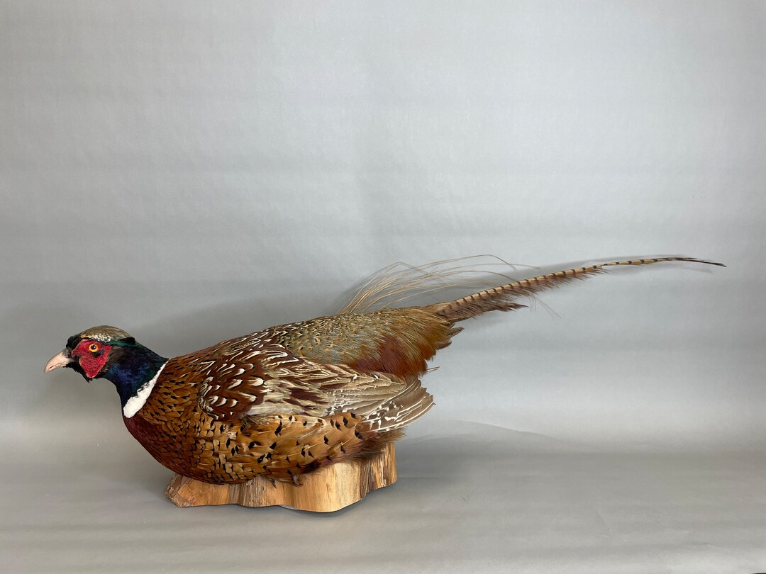 Taxidermy Pheasant Laying Down on Wood Base - Etsy