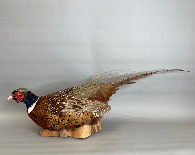 Taxidermy Pheasant Laying Down on Wood Base - Etsy