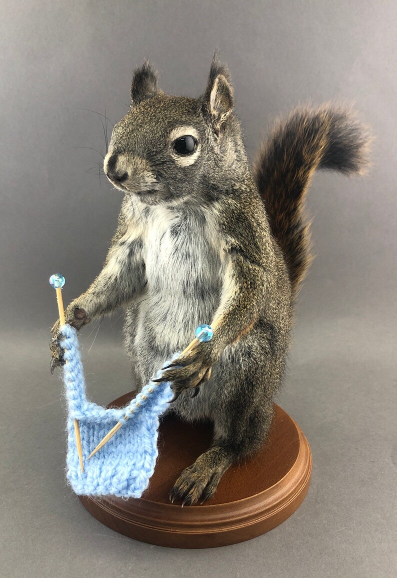 ANY COLOR Taxidermy Knitting Squirrel Anthropomorphic Sweater - Etsy India