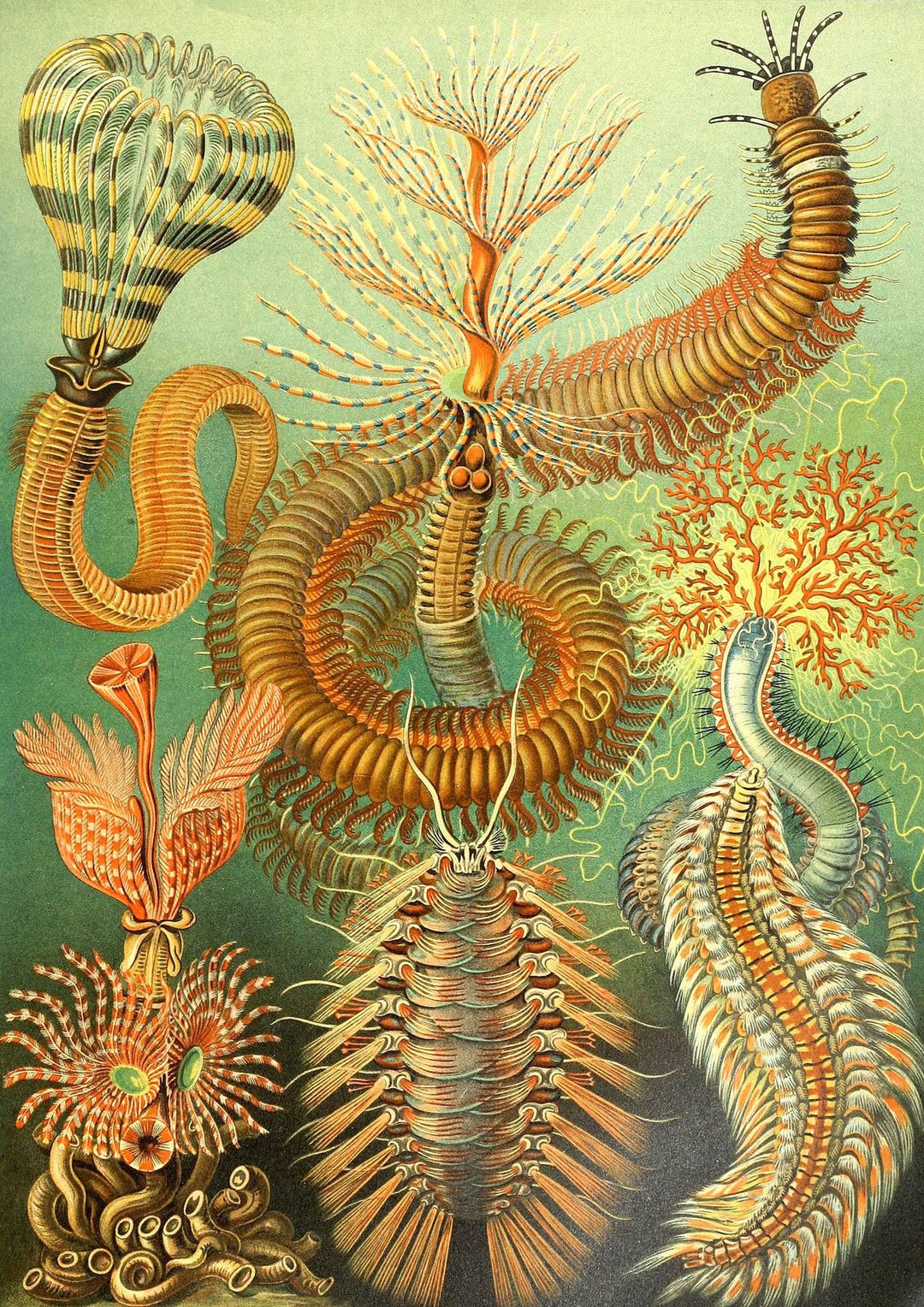 Centipede Art Centipede Drawing Flower Painting Birthday - Etsy