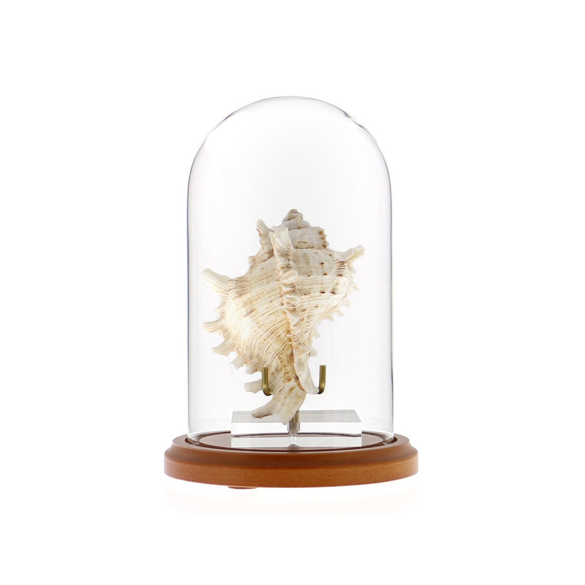 Glass Display Dome Cloche 4" X 7" With Walnut Base - Etsy