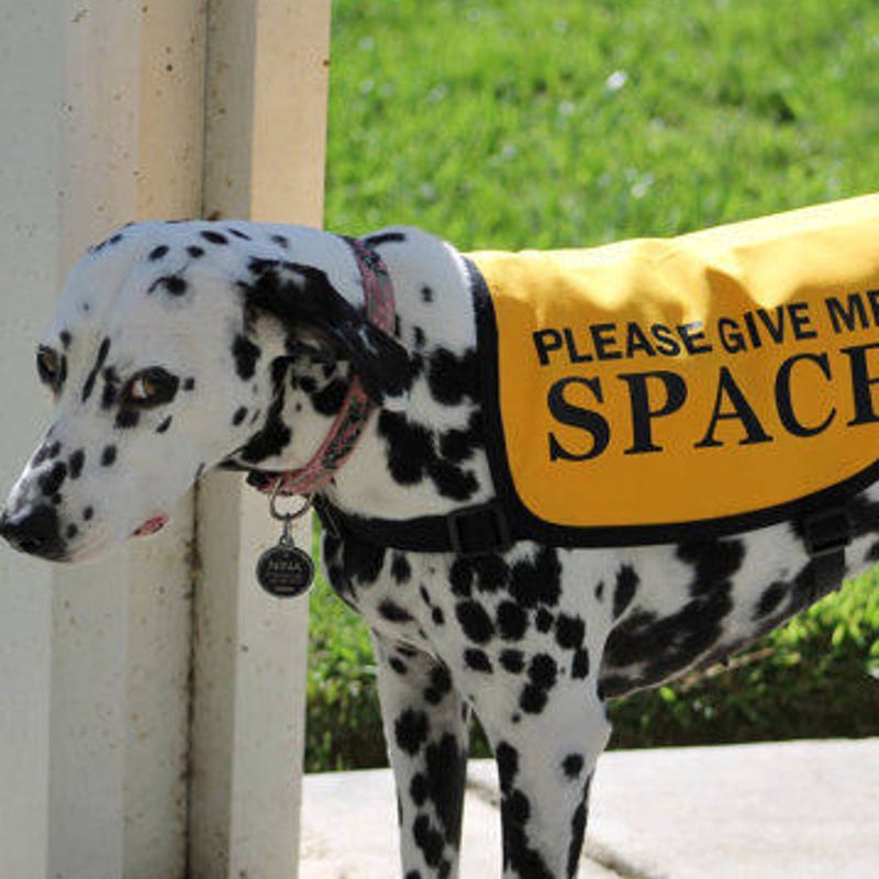 Do Not Pet Jacket Dogs - Etsy