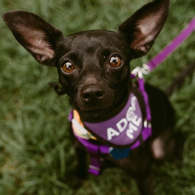 ADOPT ME Bandana Scarf for Rescue Dogs | Etsy
