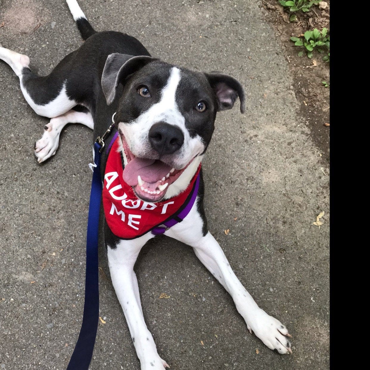 ADOPT ME Bandana Scarf for Rescue Dogs | Etsy