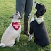 5-pack ADOPT ME Bandana Scarf for Rescue Dogs - Etsy
