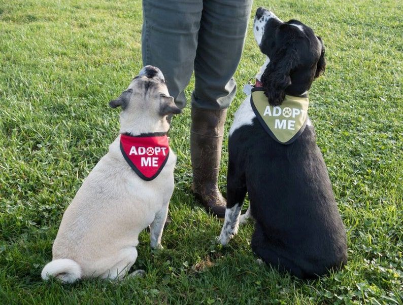 5-pack ADOPT ME Bandana Scarf for Rescue Dogs - Etsy