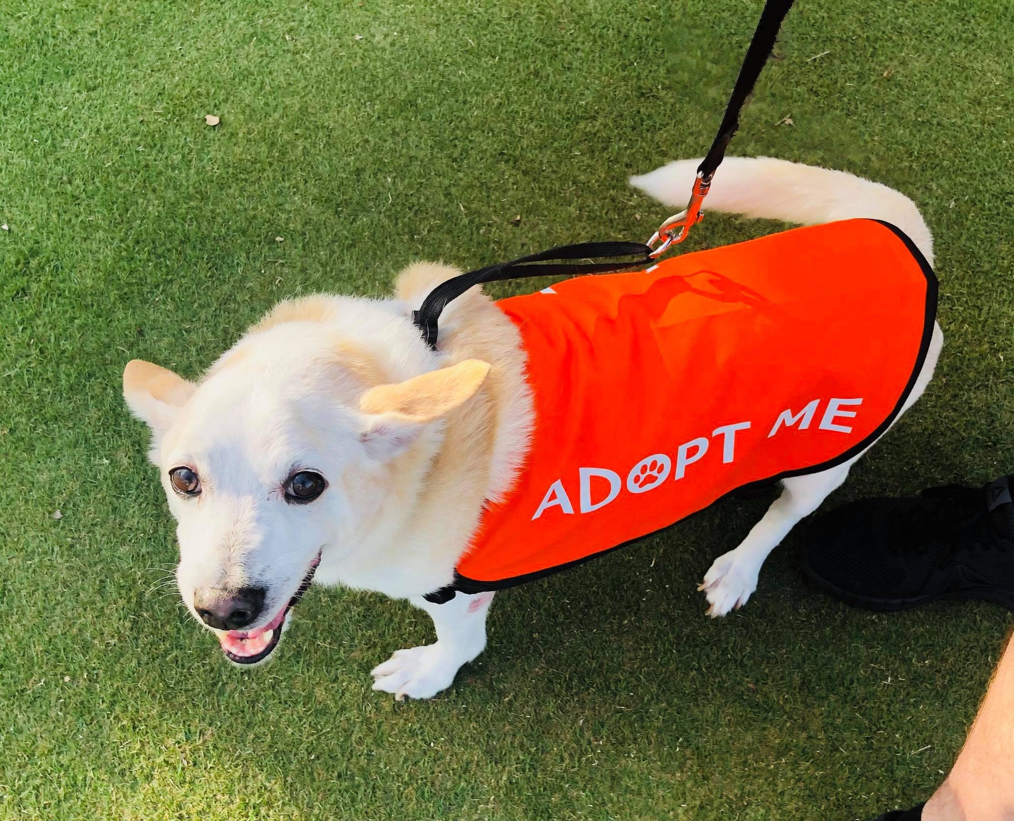 Adopt Me Dog Jacket Vest - Etsy Australia