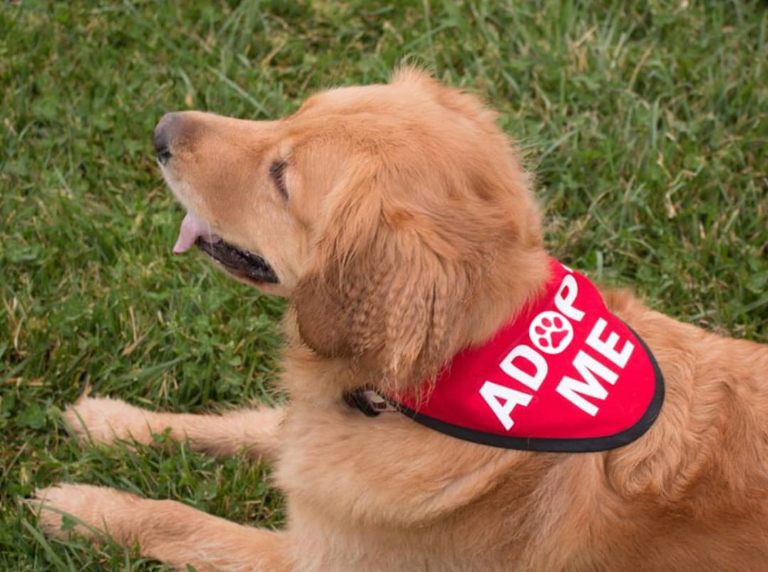 ADOPT ME Bandana Scarf for Rescue Dogs - Etsy