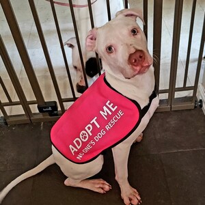 5-pack Adopt Me Dog Jackets Vests With GROUP NAME or WEBSITE - Etsy