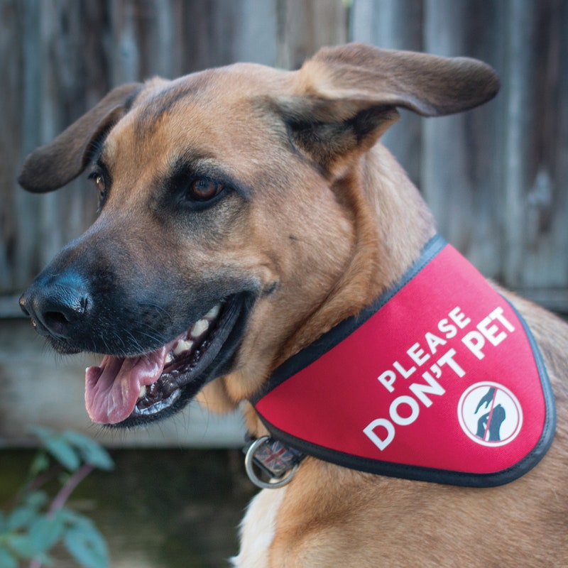 Do Not Pet Vest - Etsy