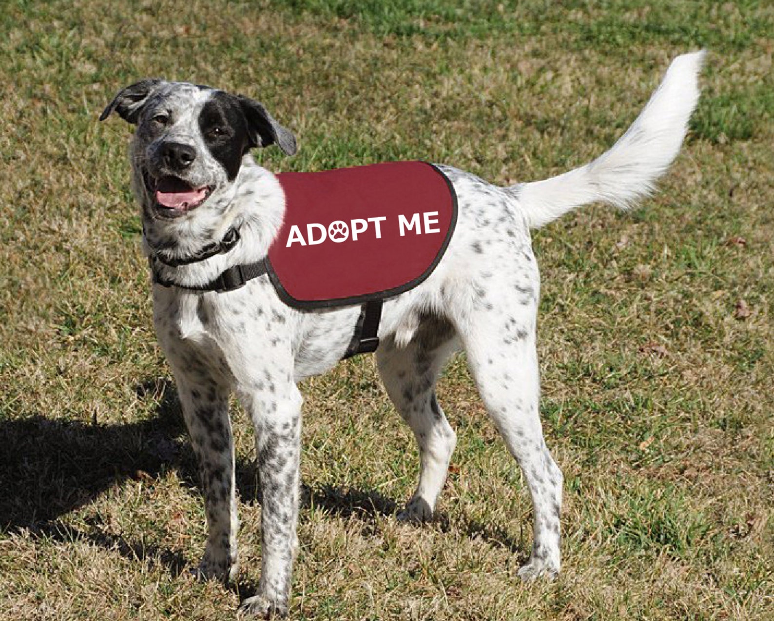 Adopt Me Dog Jacket Vest - Etsy