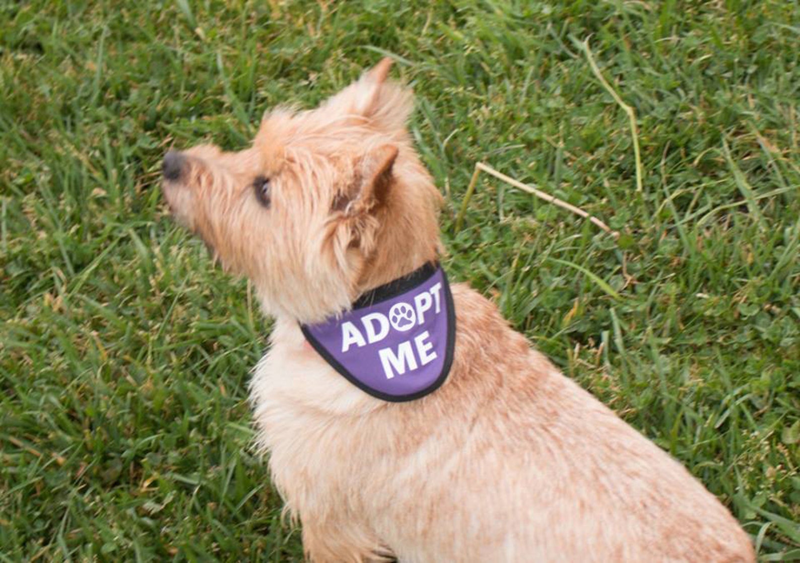 ADOPT ME Bandana Scarf for Rescue Dogs - Etsy