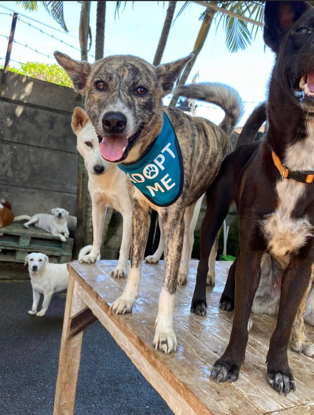 ADOPT ME Bandana Scarf for Rescue Dogs - Etsy