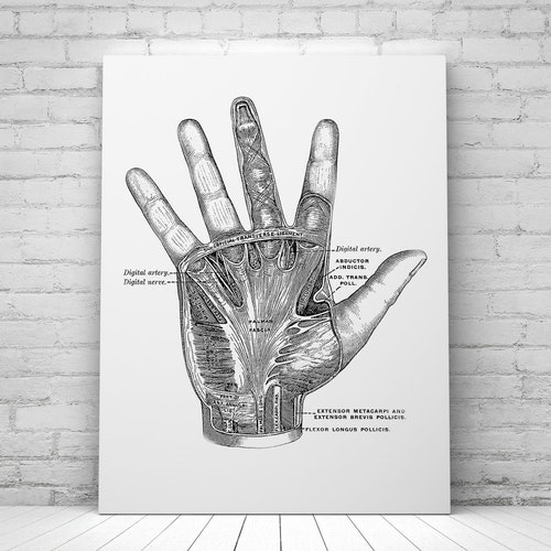 Hand Flexor Muscle Ligament Tendon Vintage Anatomical Art - Etsy