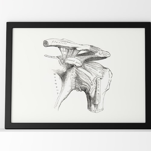 Human Anatomy Art Shoulder Joint Poster Elbow Joint Skeletal - Etsy
