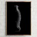 Vintage Kidney Bladder Ureter Urology Nephrology Renal Anatomy Art ...