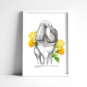 Physical Therapy Knee Joint Internal Ligament Orange Flower Vintage ...