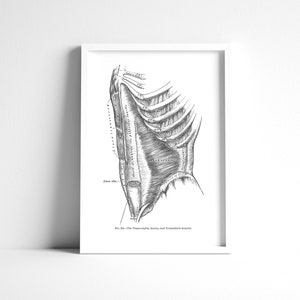 Transverse Abdominis Internal Abdominal Rectus and Pyramidalis Muscles ...