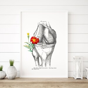 Knee Joint Internal Ligament Marigold Flower Vintage Human Anatomy Art ...