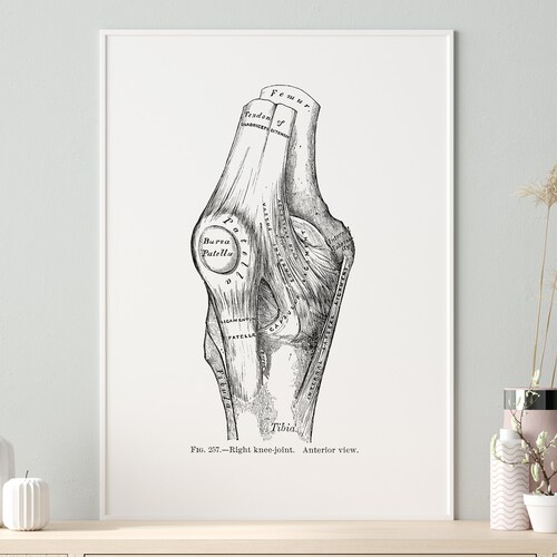 Knee Joint Anterior Vintage Human Anatomy Art Print Medical - Etsy