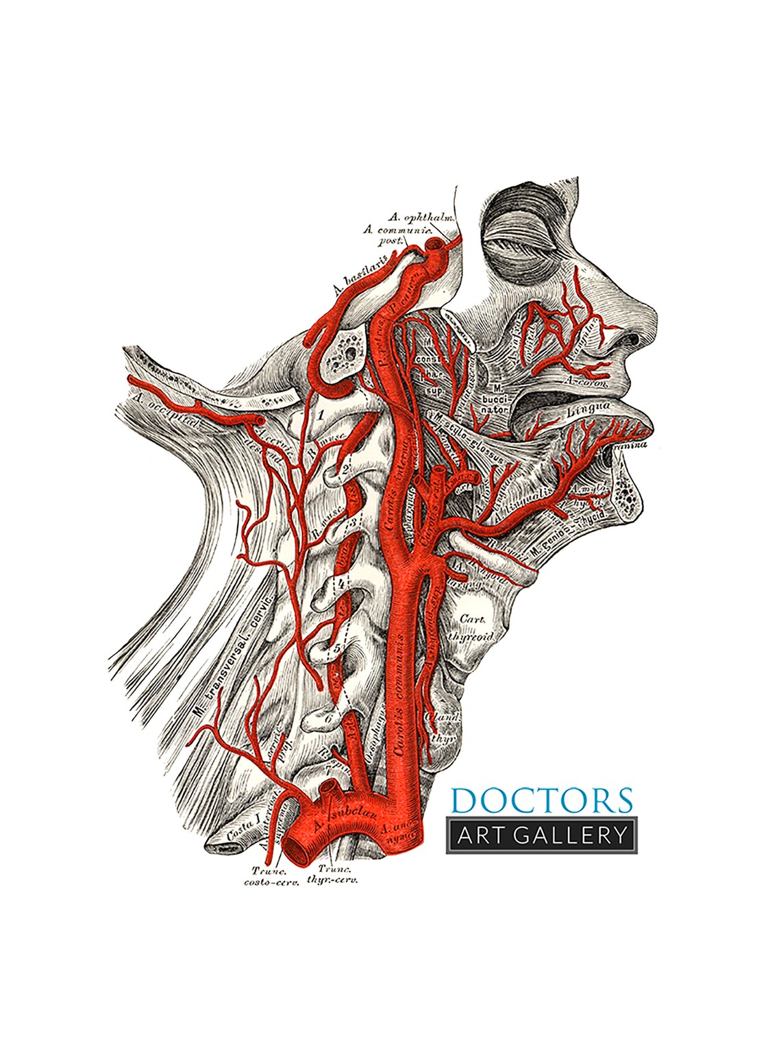 Carotid Artery Face Neck Human Anatomy Art Print Medical - Etsy