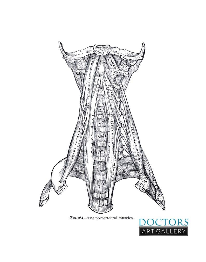 Prevertebral Neck Muscle Longus Colli Scalenus Vintage Human Anatomy ...