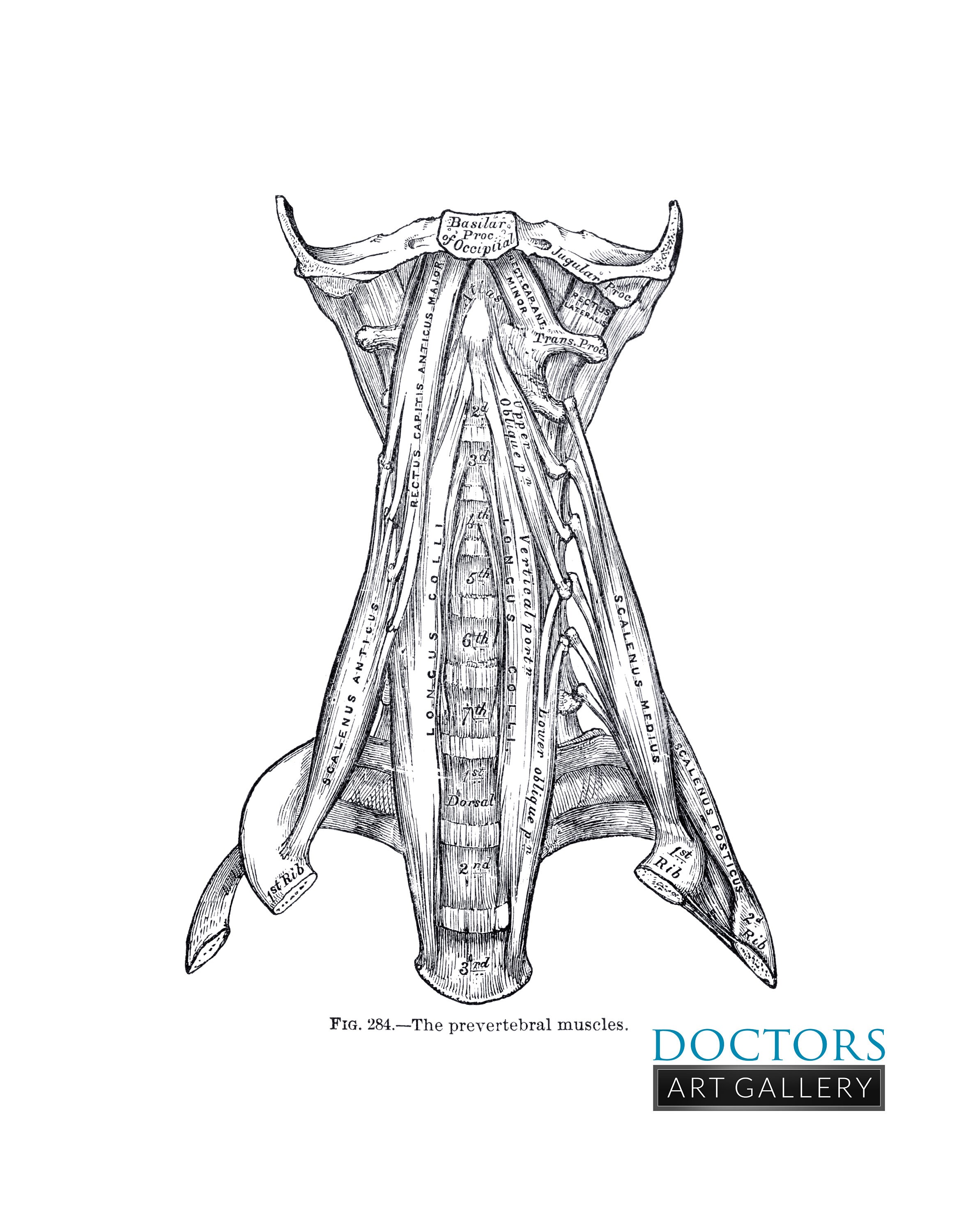 Prevertebral Muscles