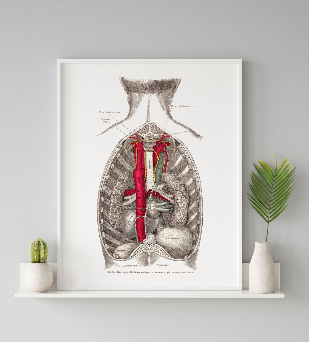 Lung Roots and Heart Cardiology Pulmonology Respiratory Anatomy Art ...