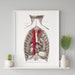 Lung Roots and Heart Cardiology Pulmonology Respiratory Anatomy Art ...