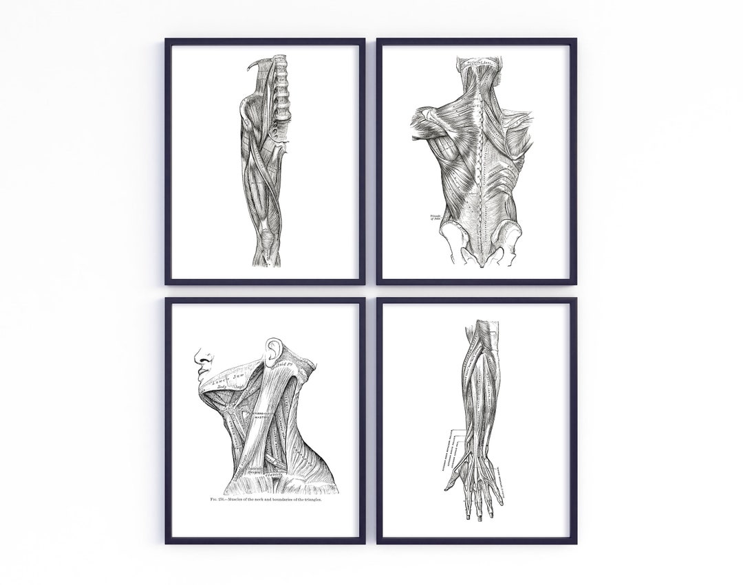 Muscle Art Collection of the Back, Neck, Arm, and Leg Human Anatomy Art ...