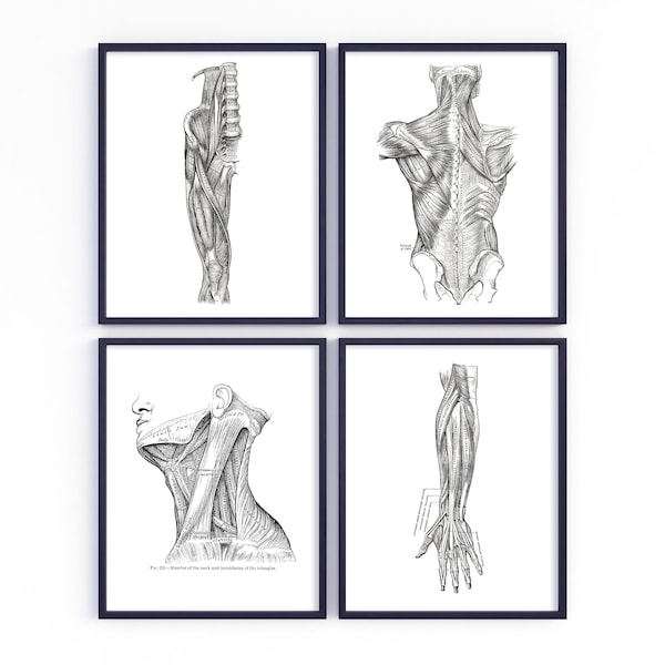 Anatomy Art - Etsy