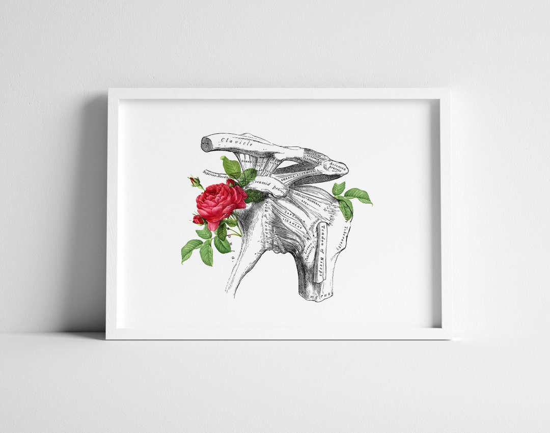 Shoulder Joint Rose Flower Human Anatomy Art Print Muscle PT Floral ...
