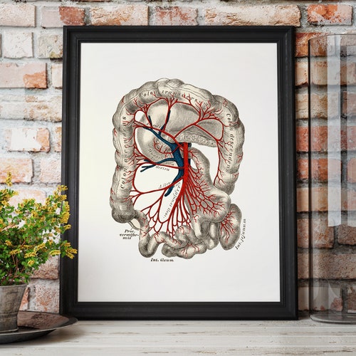 Stomach Watercolor Art Print Gastrointestinal Painting - Etsy