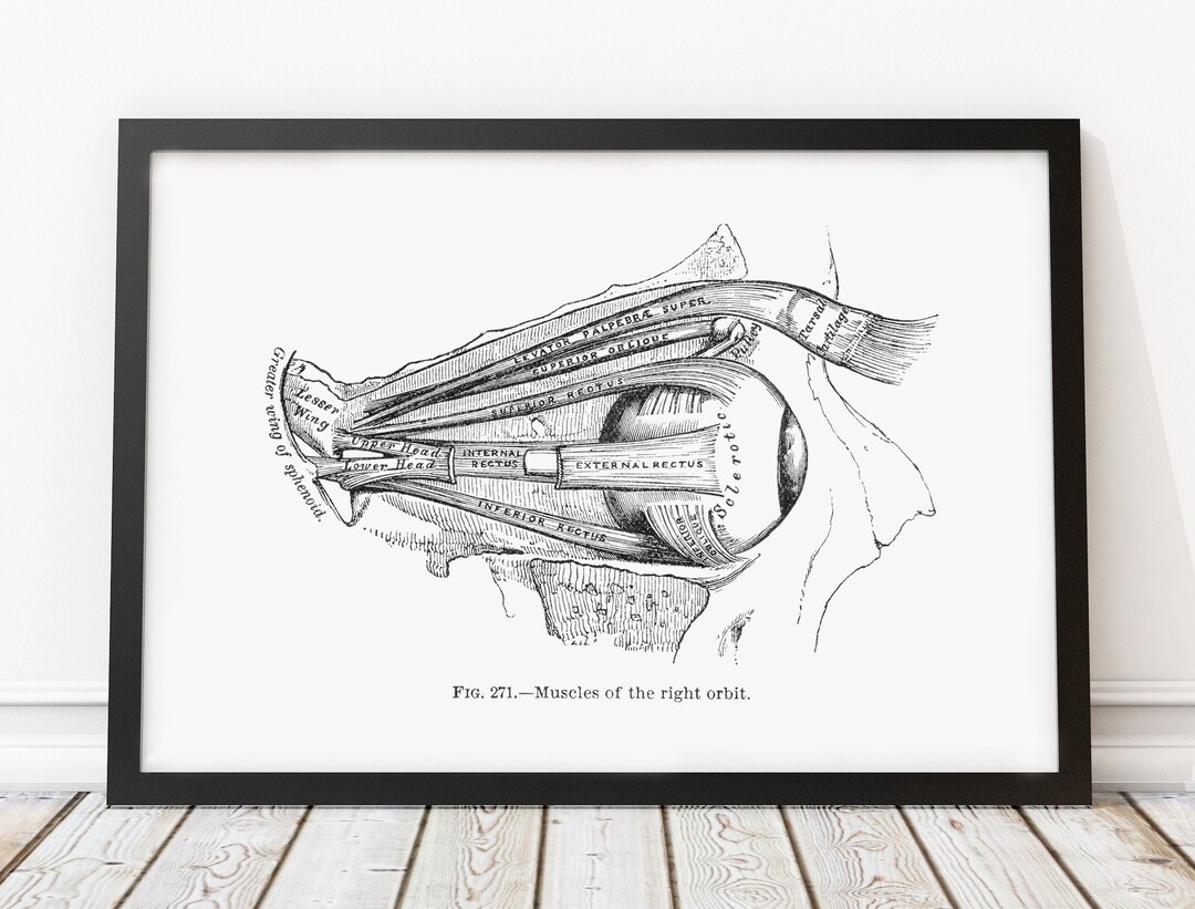 Eye Muscles of the Orbit Optometry Ophthalmology Vintage Anatomy Art ...