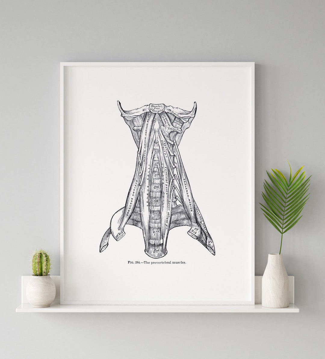 Prevertebral Neck Muscle Longus Colli Scalenus Vintage Human Anatomy ...