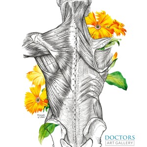 Muscles of the Back Floral Vintage Human Anatomy Art Orange Flower ...