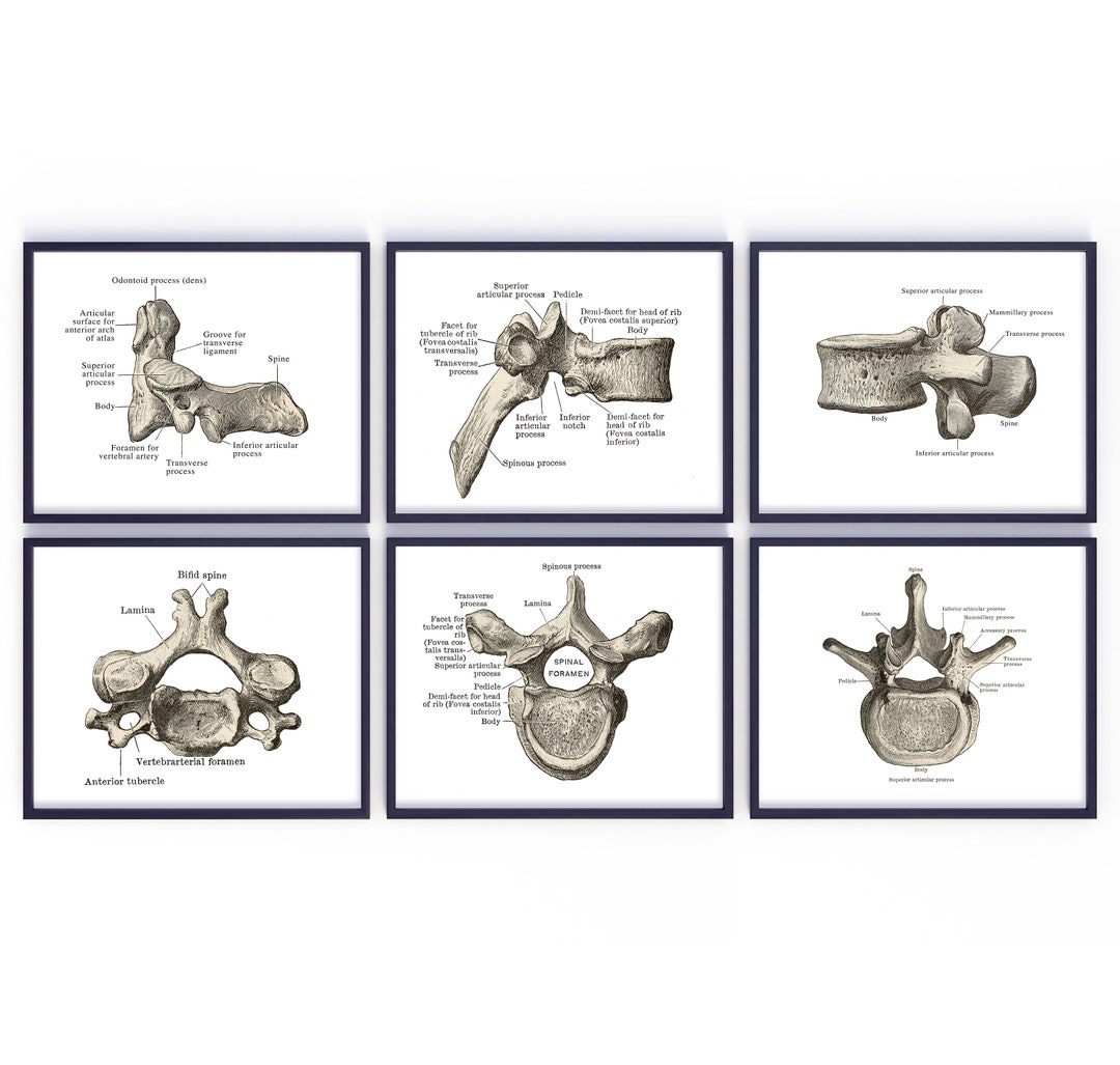 Vertebrae Art Collection Including Cervical, Thoracic, and Lumbar ...