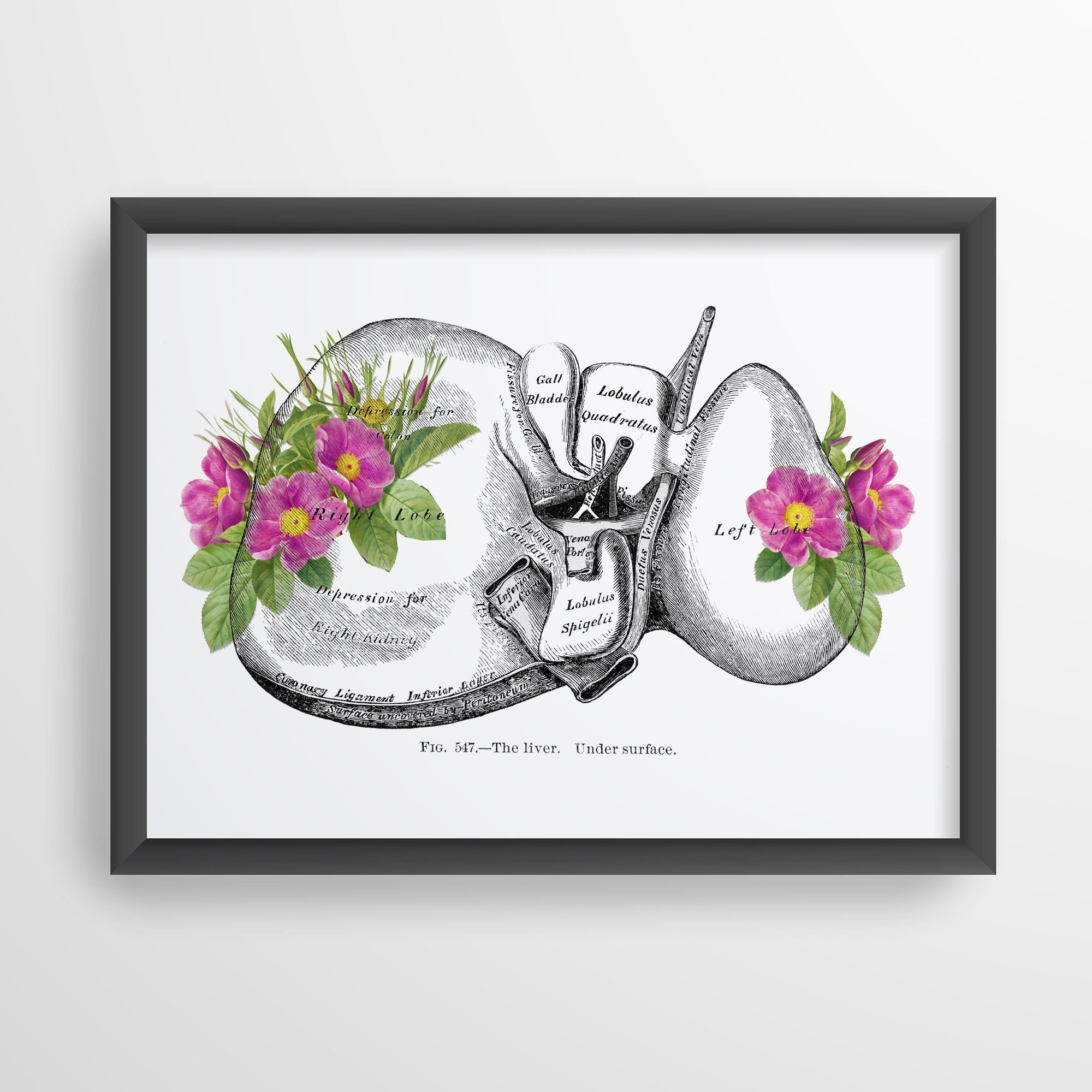 Liver Lobes Under Surface Hepatology Floral Internal Anatomy Art Print ...