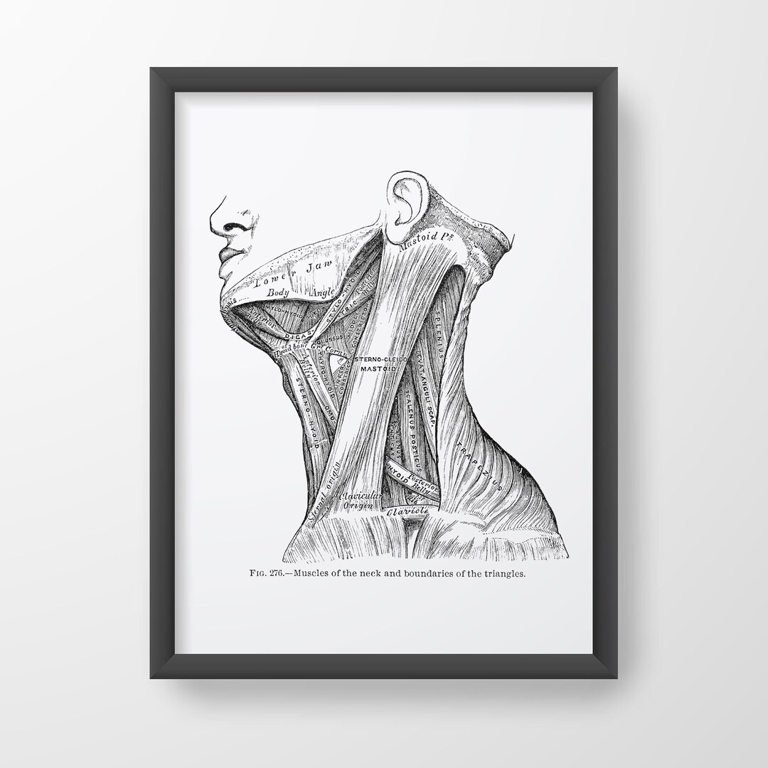 Neck Muscle Vintage Medical Drawing Human Anatomy Art Print - Etsy