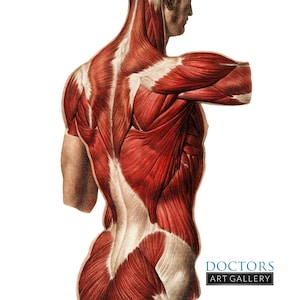 Muscles of the Back Vintage Human Anatomy Art Print - Etsy