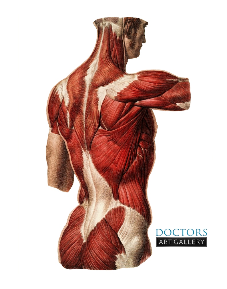 Muscles of the Back Vintage Human Anatomy Art Print - Etsy