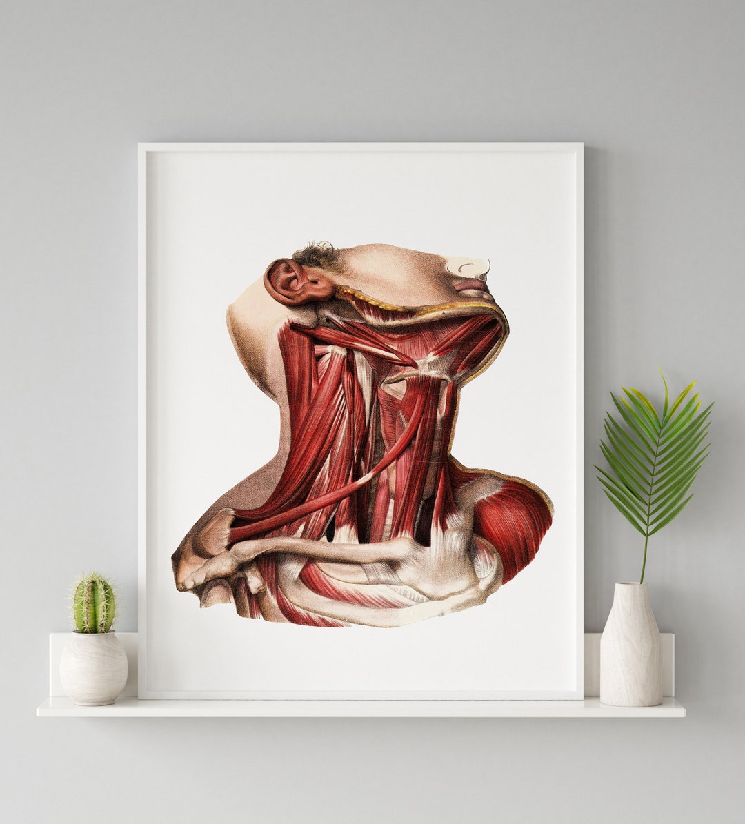Neck Muscle and Clavicle Vintage Human Anatomy Art Print - Etsy