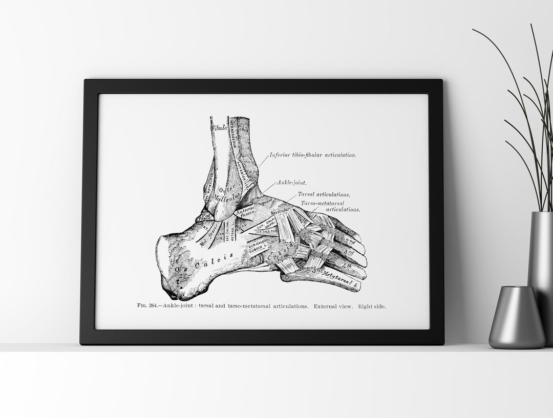 Ankle Joint Tarsal and Tarso-metatarsal Articulation Vintage Human ...