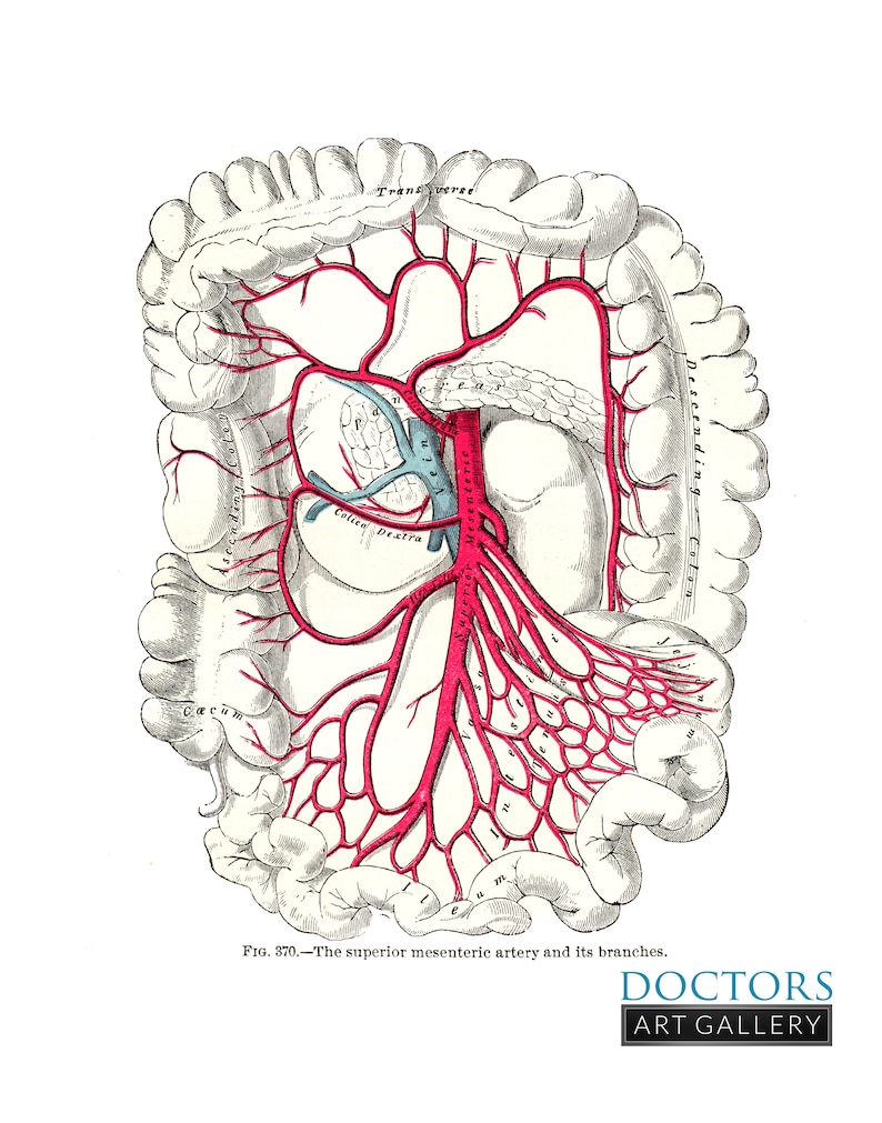 Vintage Internal Anatomy Superior Mesenteric Artery Small - Etsy