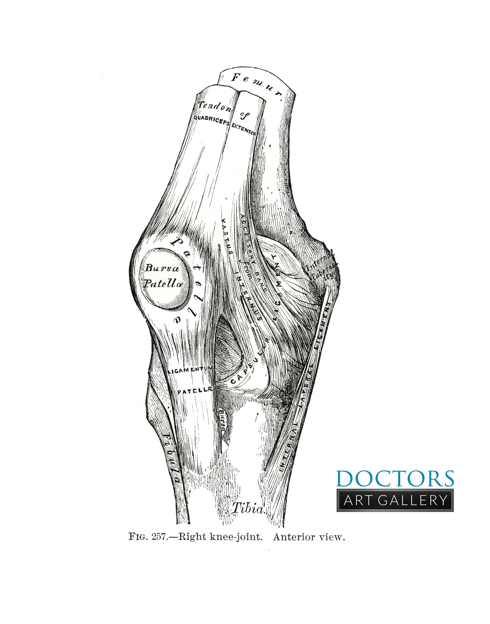 Knee Joint Anterior Vintage Human Anatomy Art Print Medical ...