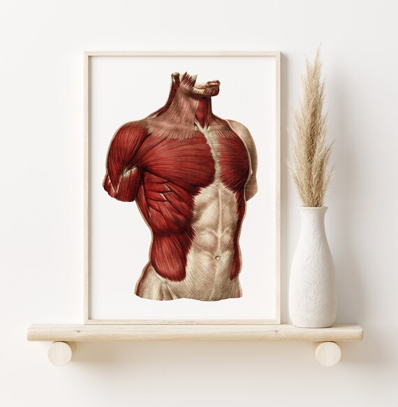 Muscles of the Chest and Abdomen Vintage Human Anatomy Art | Etsy