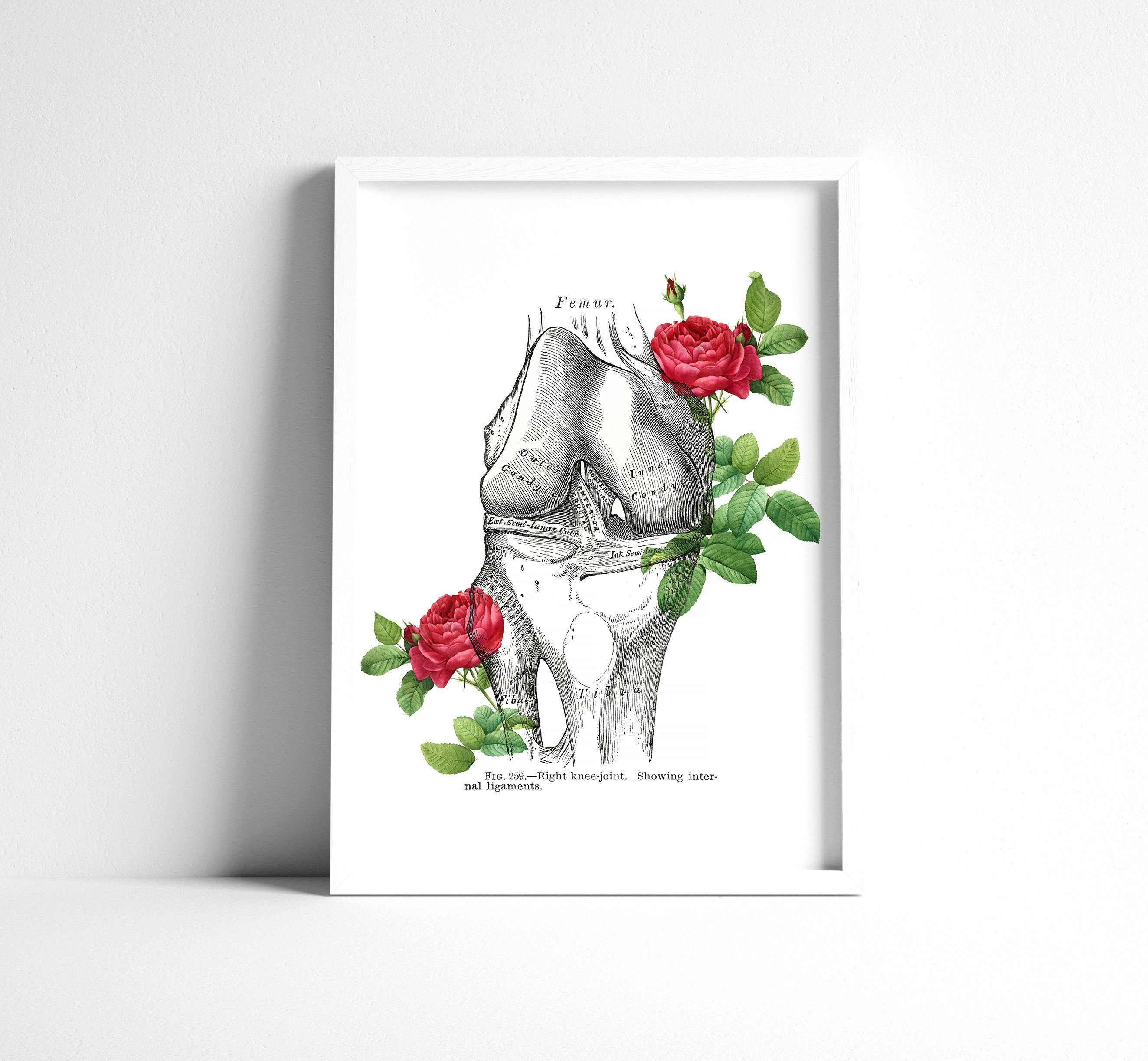 Knee Joint Internal Ligament Rose Flower Vintage Human Anatomy Art ...