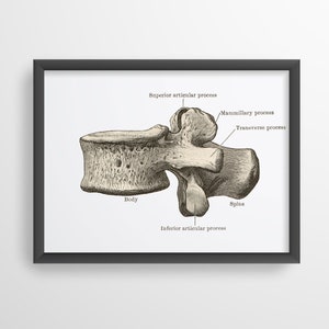 Vertebrae Art Collection Including Cervical, Thoracic, and Lumbar ...