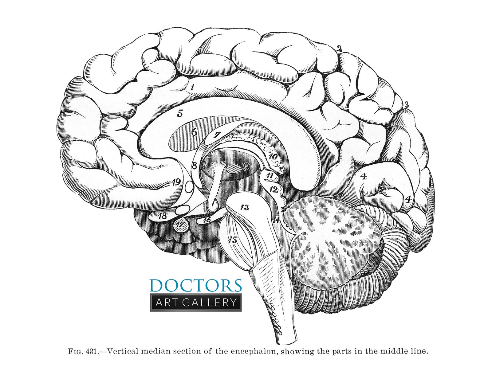 Lateral Brain Median Section Neurology Vintage Human Anatomy Art Print ...