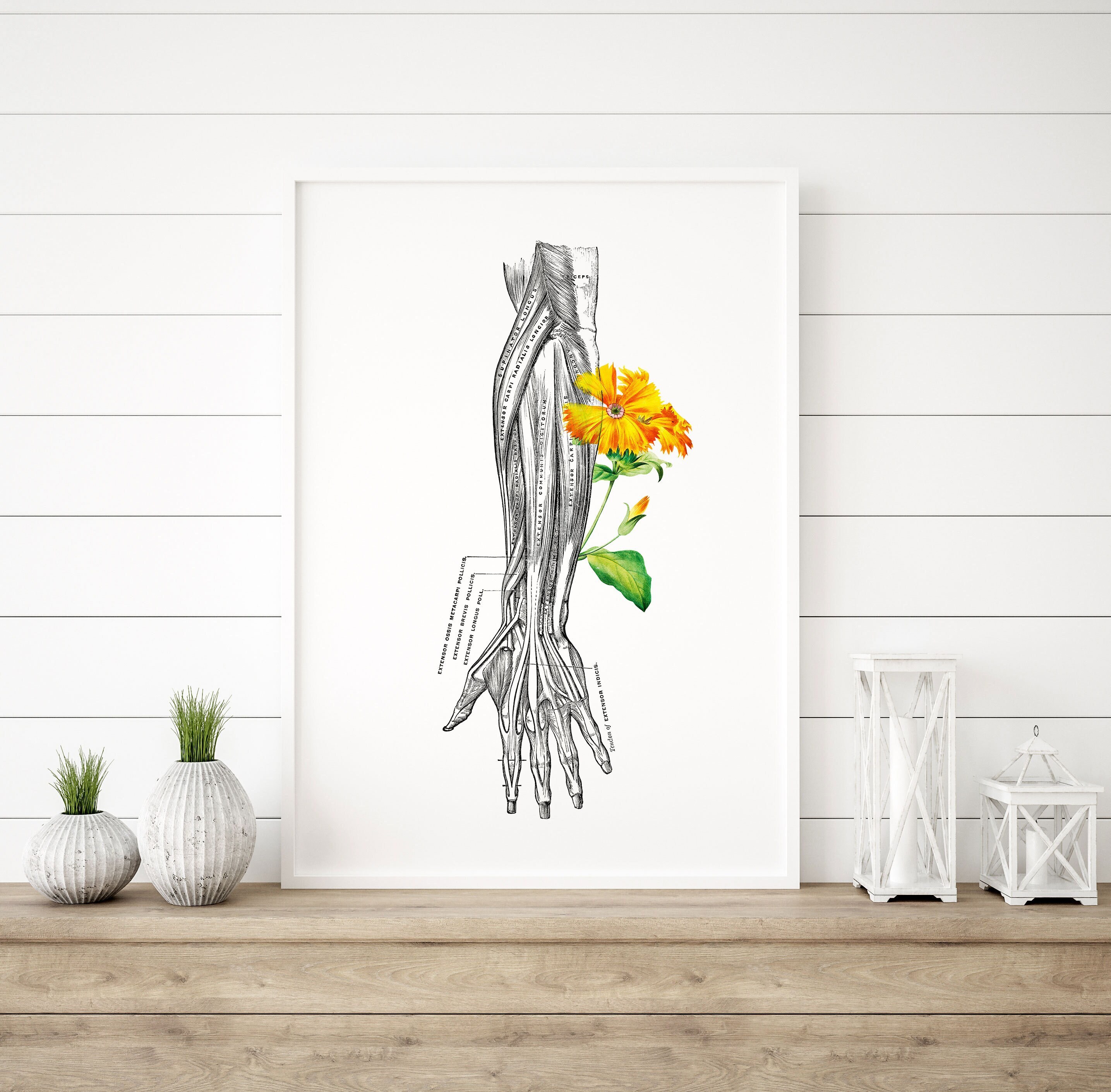 Hand Forearm Muscle Tendon Vintage Human Anatomy Art Print - Etsy